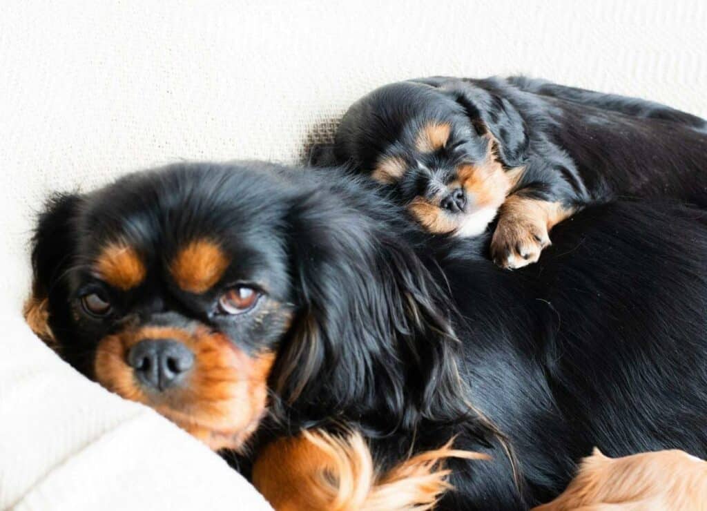 Chiots Cavalier King Charles - Élevage du Klockhuis