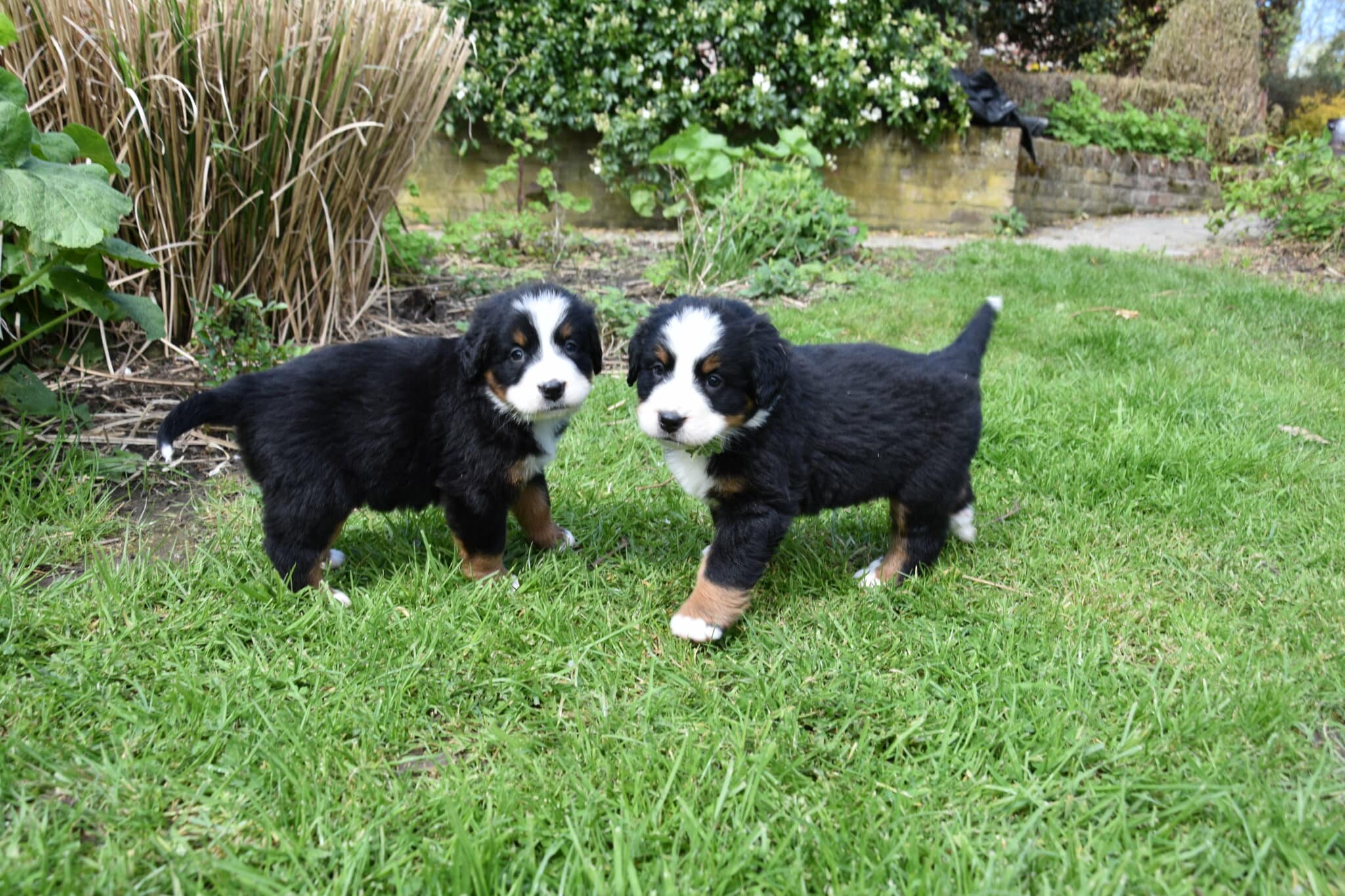 Chiots bouvier bernois - Élevage du Klockhuis