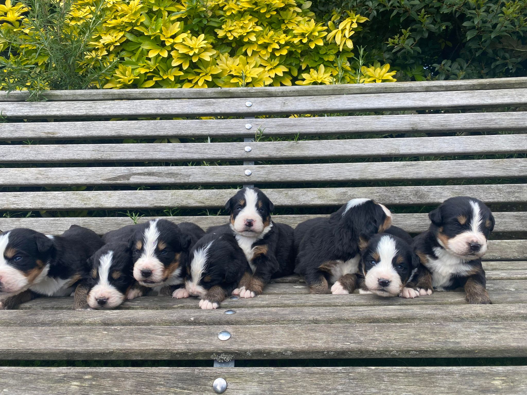 Chiots bouvier bernois - Élevage du Klockhuis